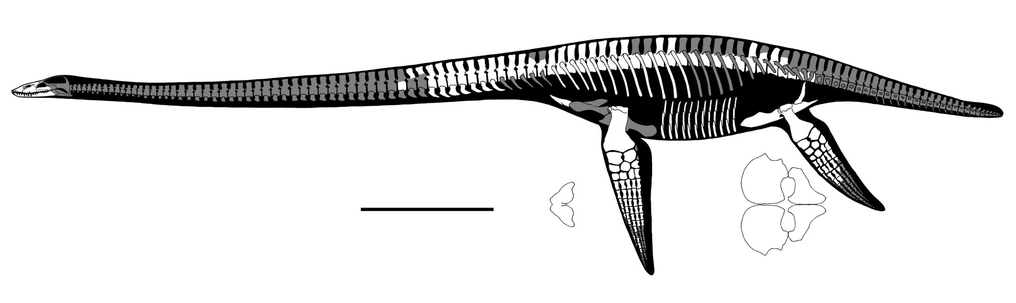 Futabasaurus Suzukii