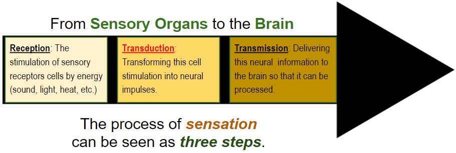 Transduction Psychology Example
