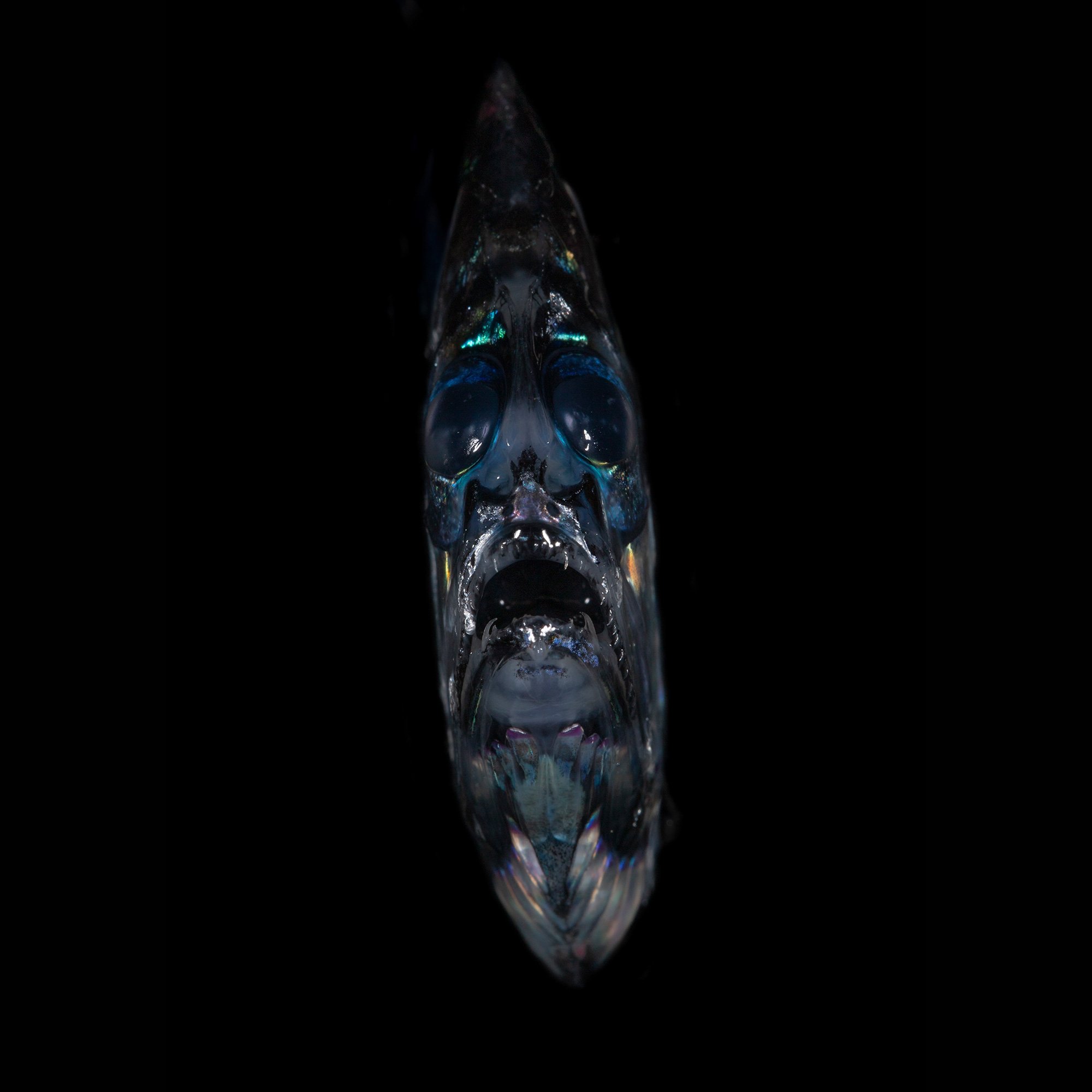 Hatchetfish Bioluminescence