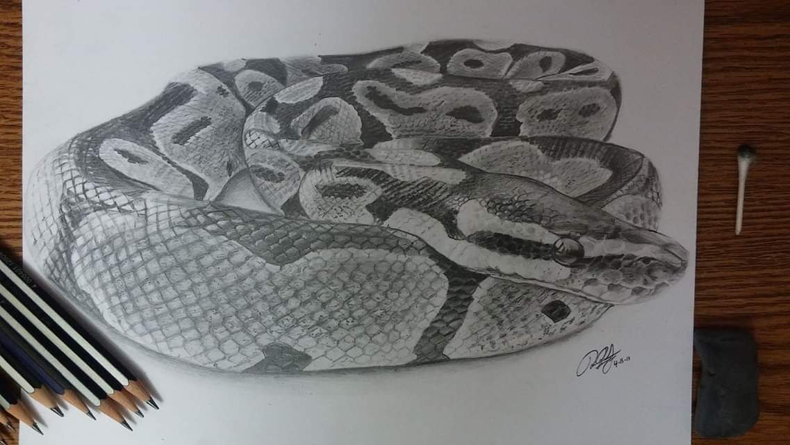 How To Draw Burmese Python
