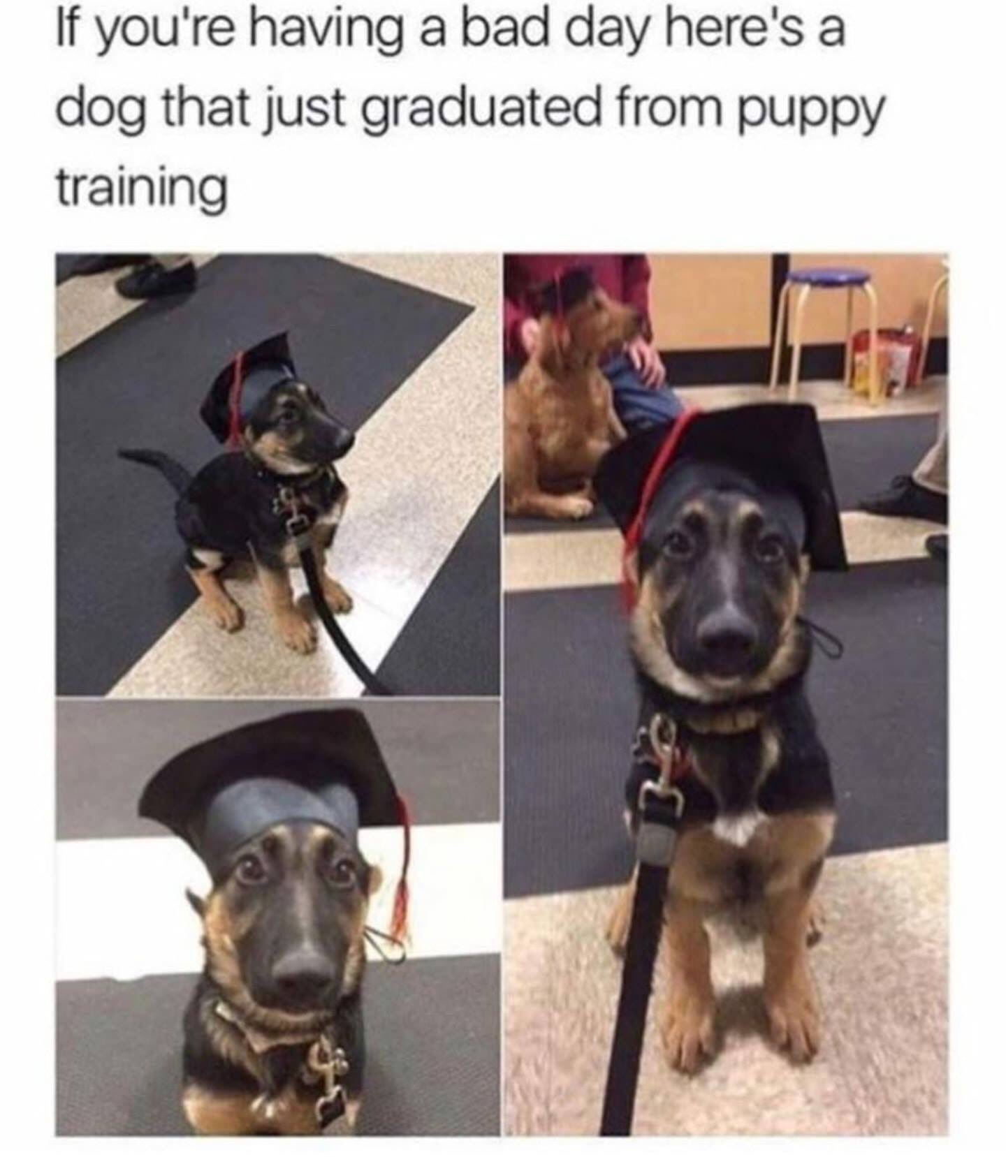Graduation Meme Dog