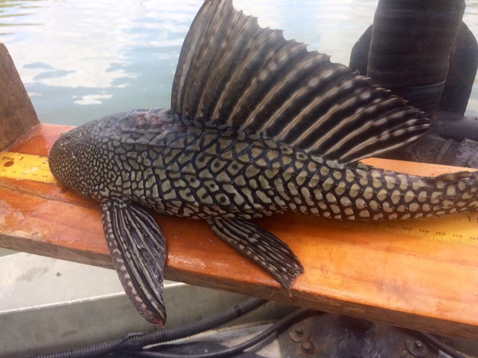 Armored Catfish