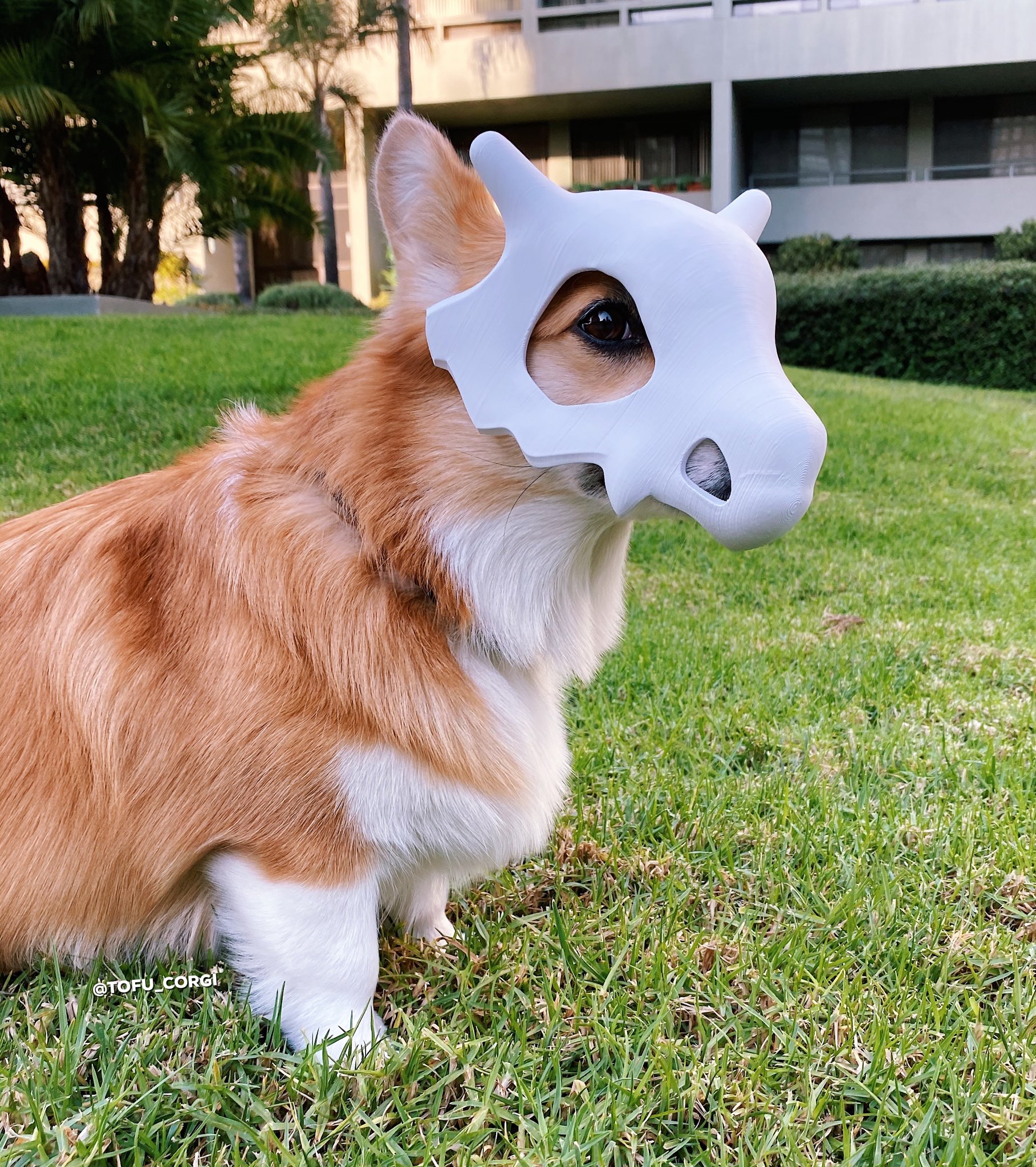 Corgi In Pokemon Costume