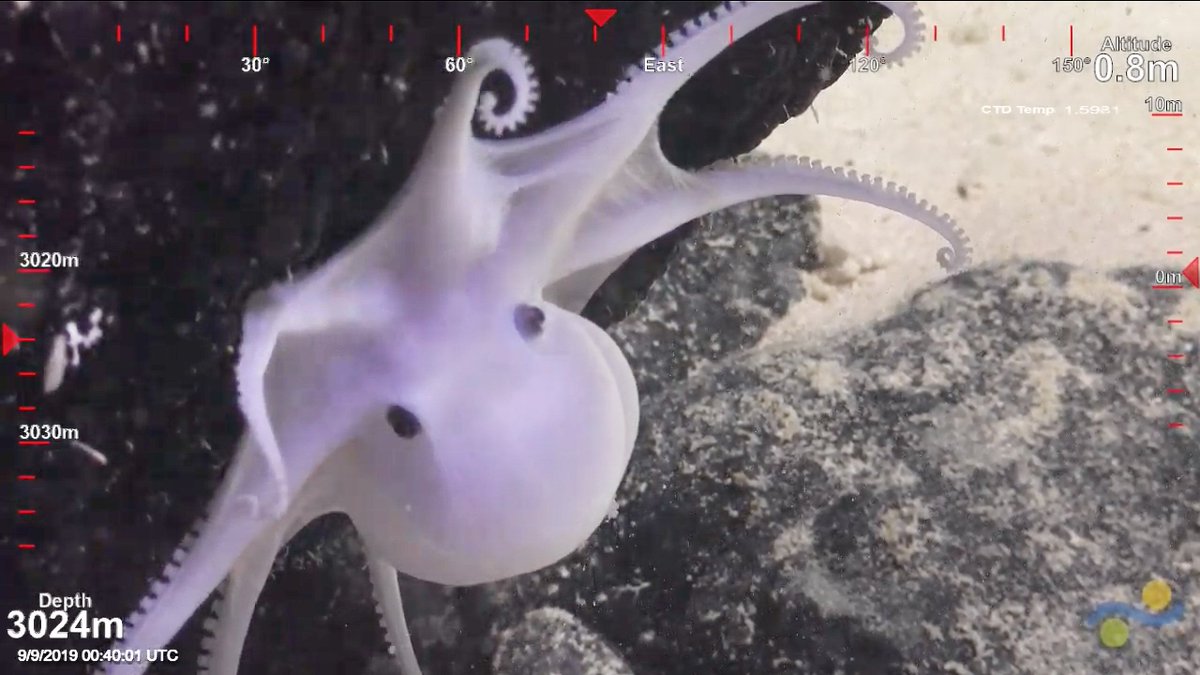 Ghost Octopus