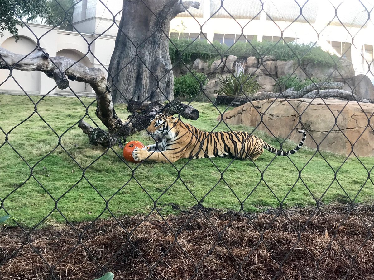 More LSU Halloween pictures | Tiger Rant