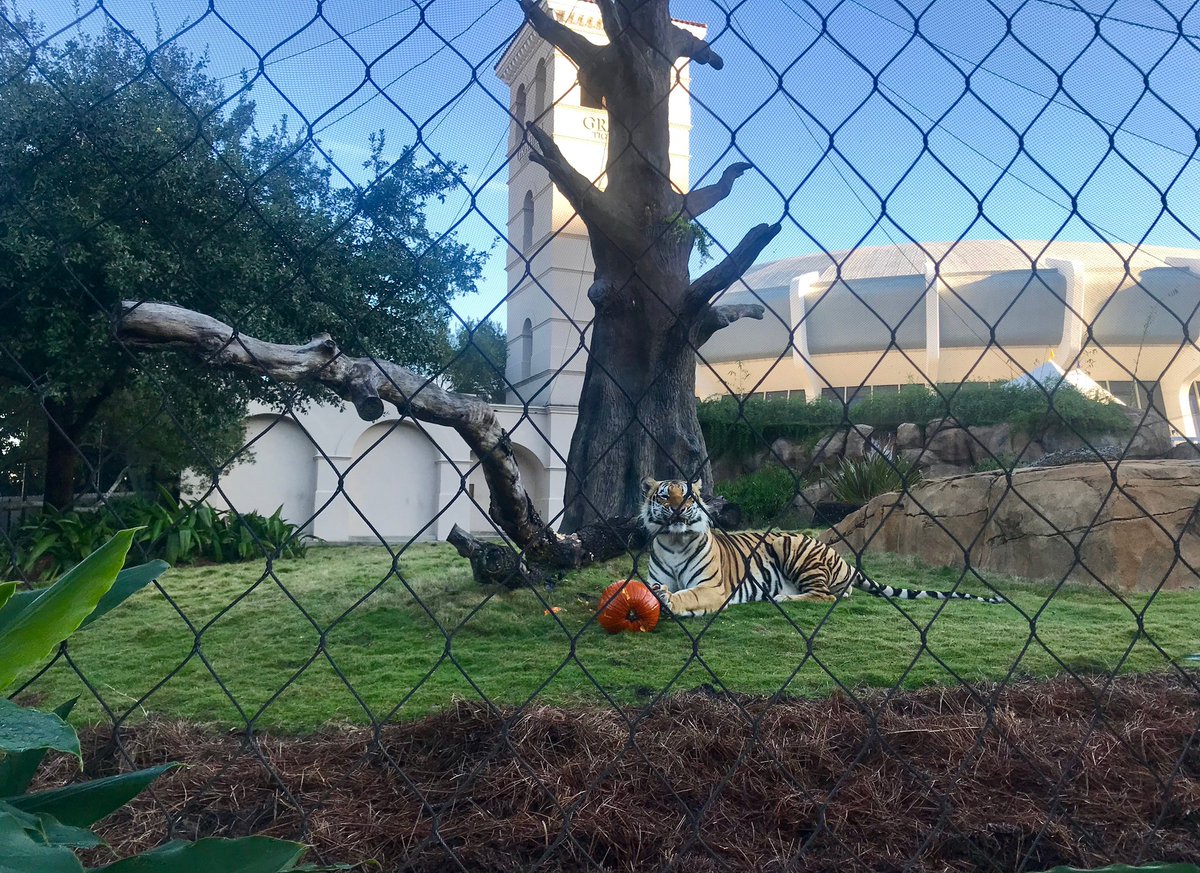 More LSU Halloween pictures | Tiger Rant