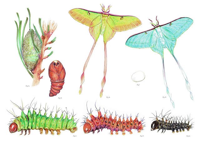 Luna Moth Life Cycle