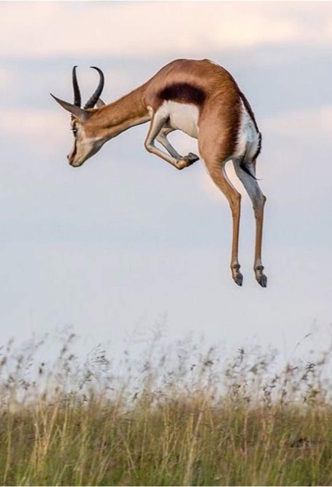 Springbok Jump