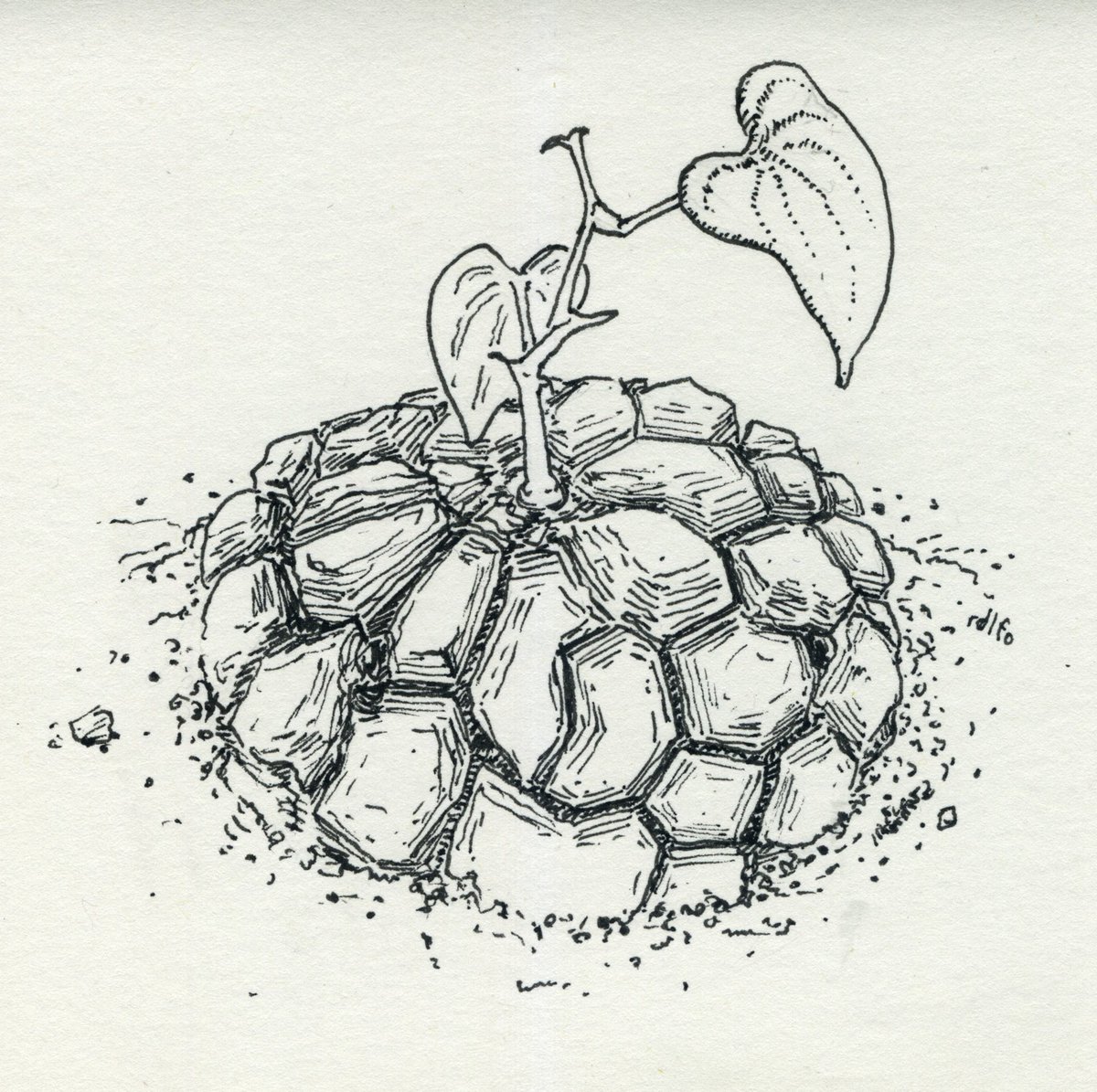 Twoucan - WWF México (@WWF_Mexico)