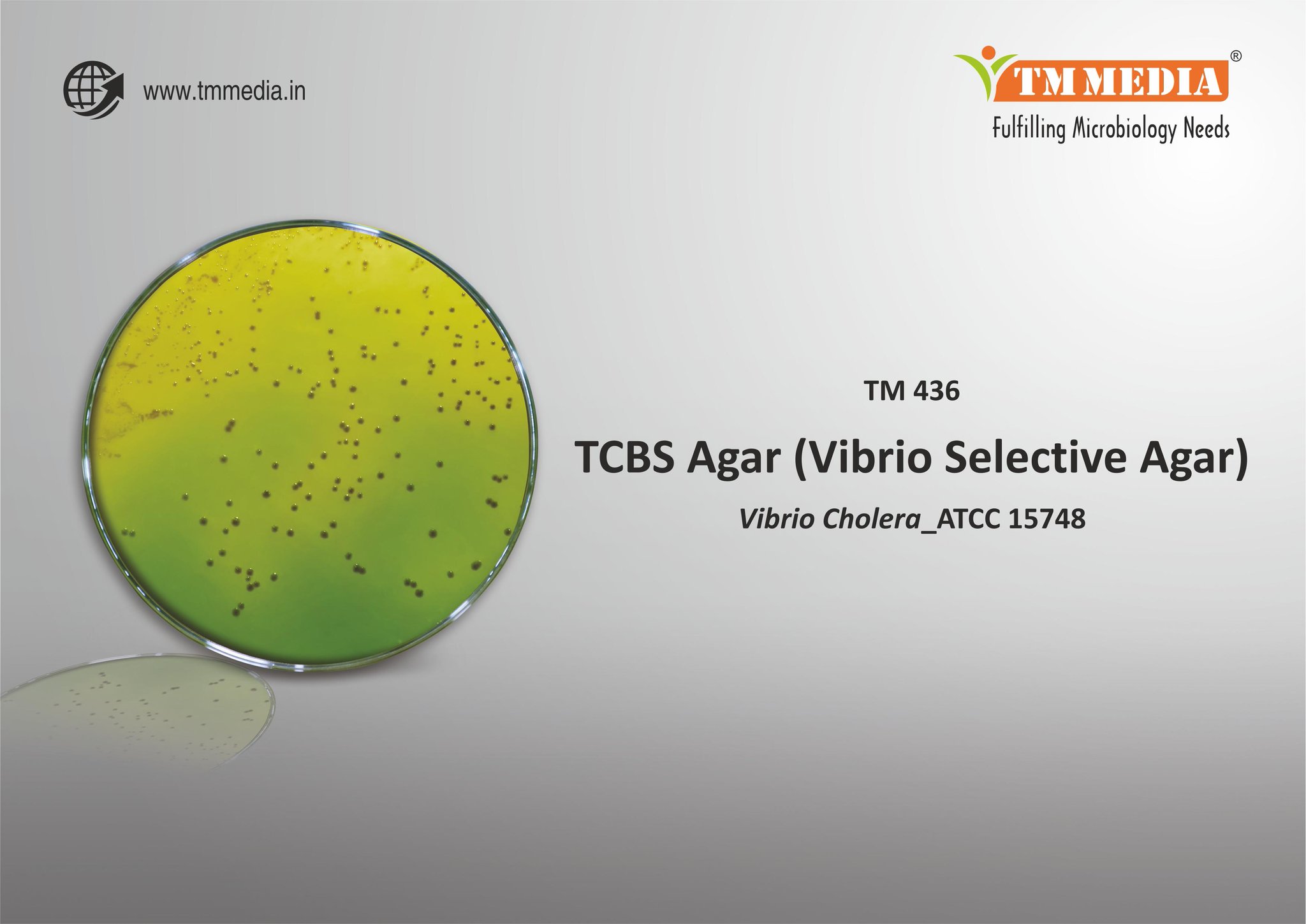 Vibrio Cholerae Tcbs Phenotypic Pattern Of Vibrio Cholerae Isolates