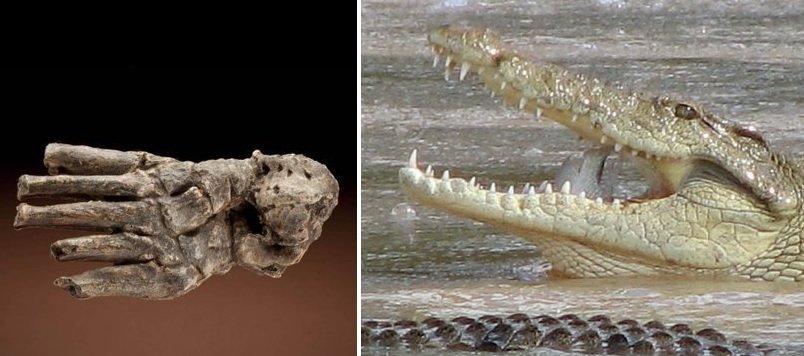 Crocodile Bite Marks