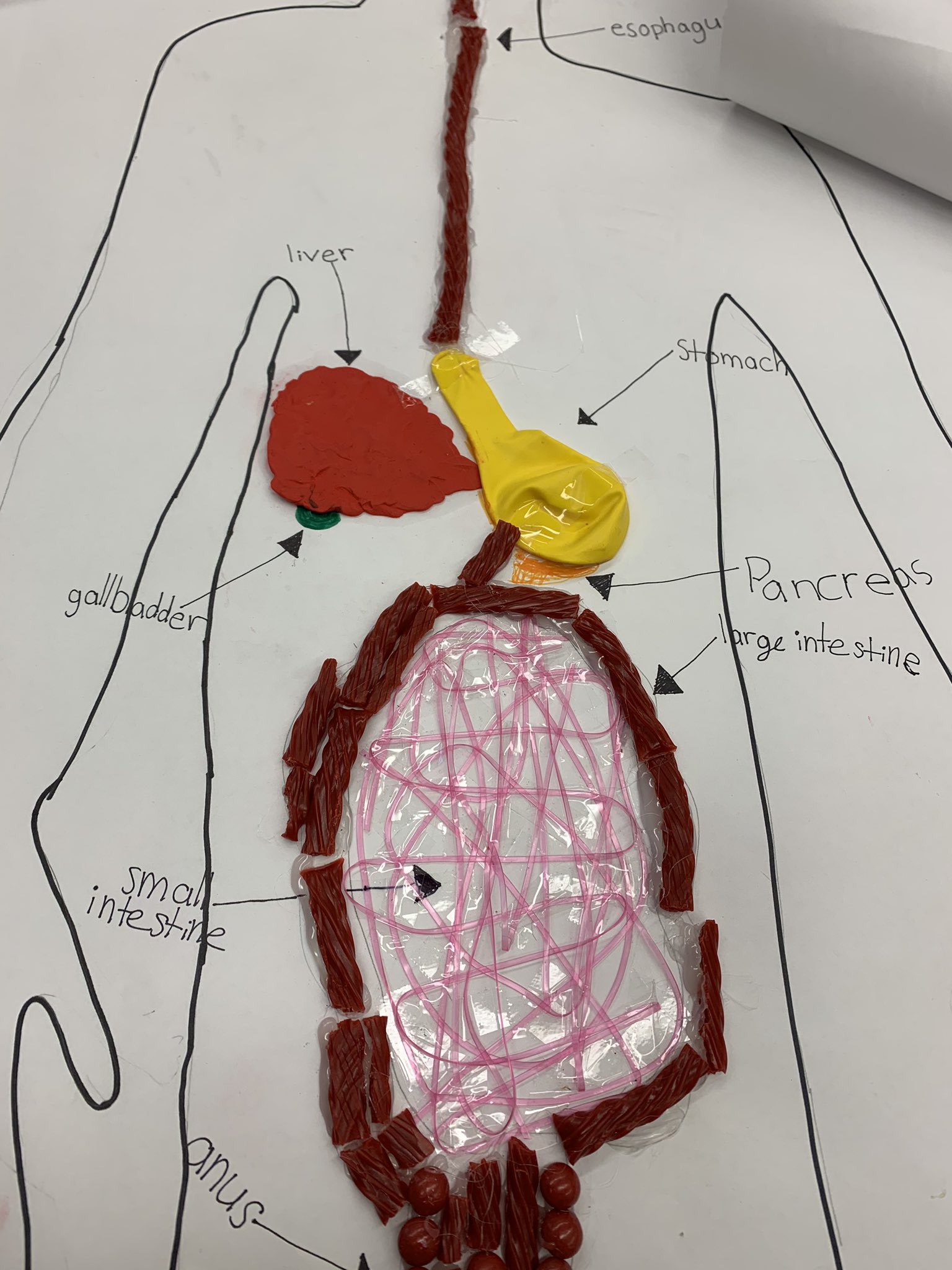 Respiratory System Model Clay