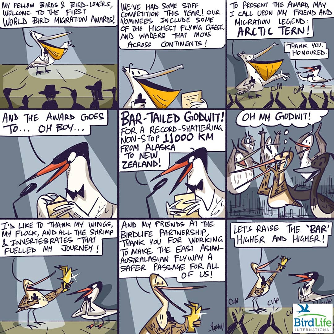 Bird Migration Cartoon