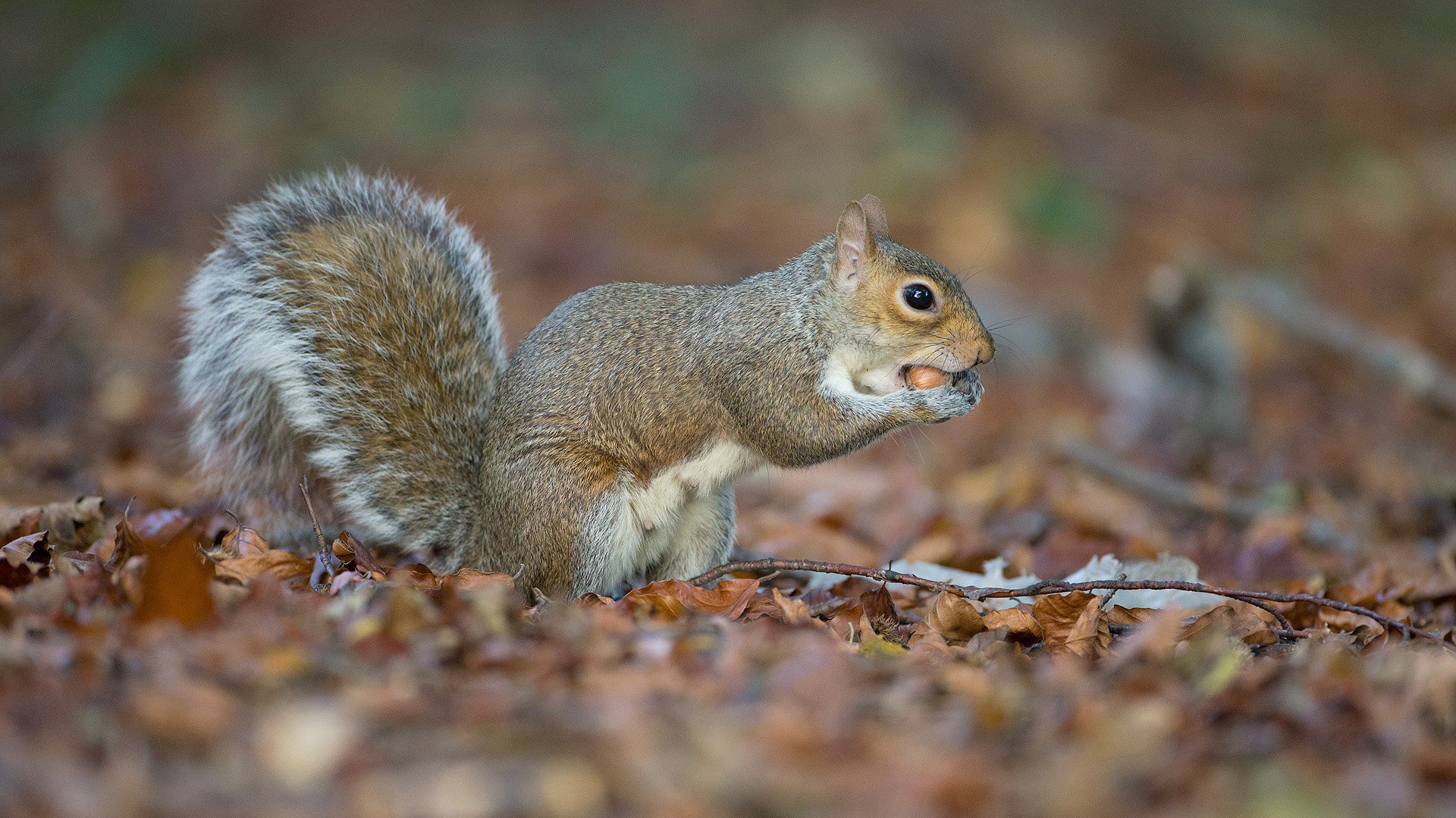 Cute Grey Squirrel