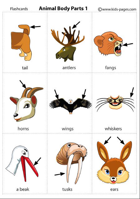 Body Parts Name In English For Kids