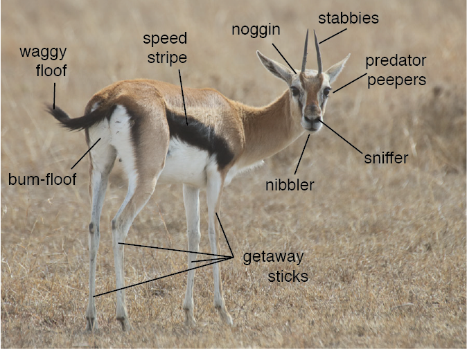 Thomsons Gazelle Vs Springbok