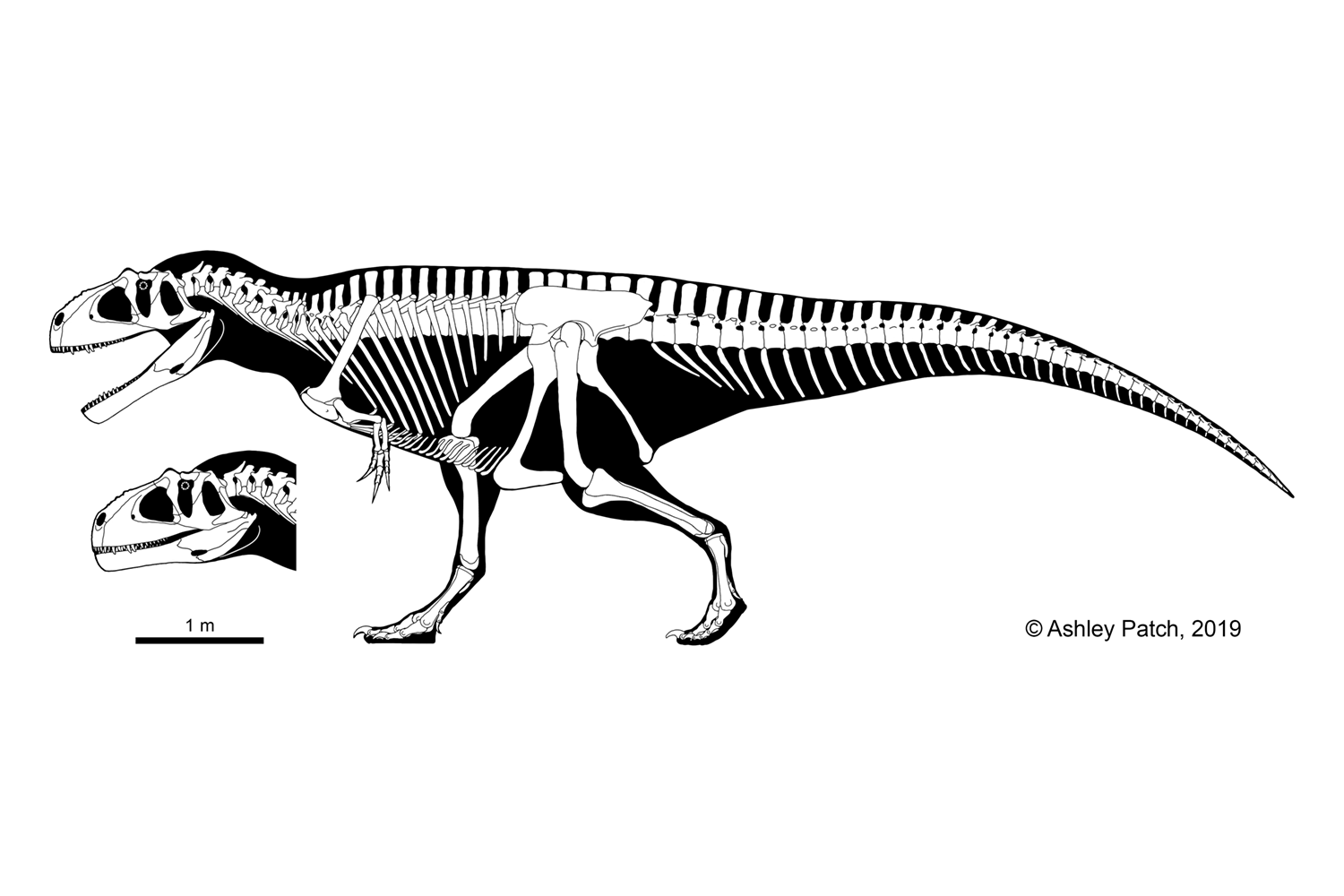 Mapusaurus Skeleton