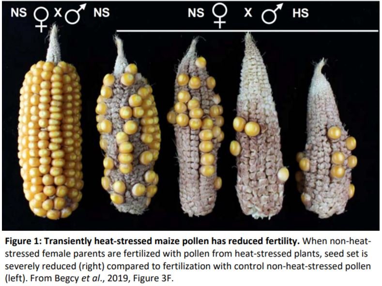 Evolution Of Corn