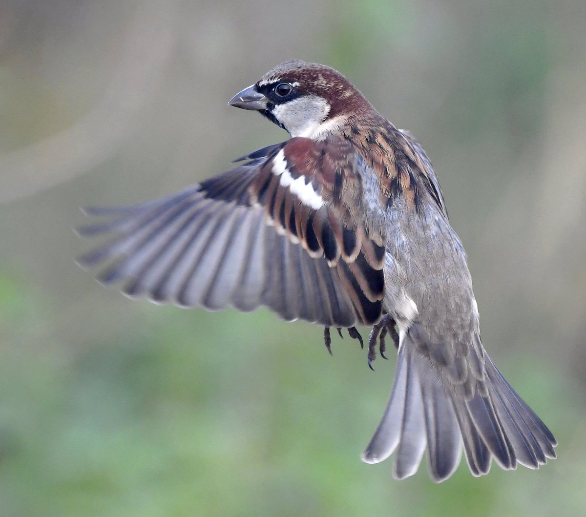 Sparrows In Flight