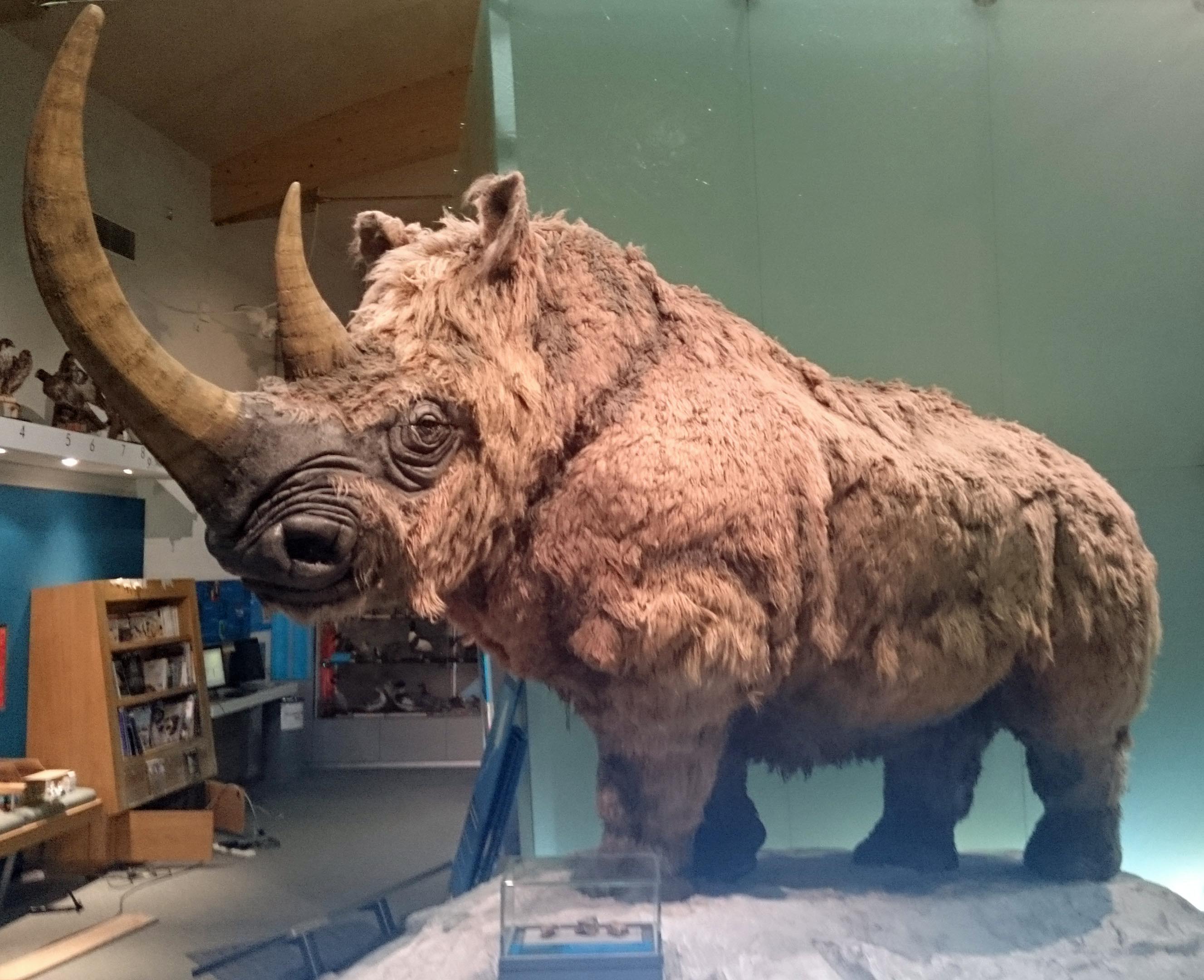 Wooly Rhinoceros Skeleton
