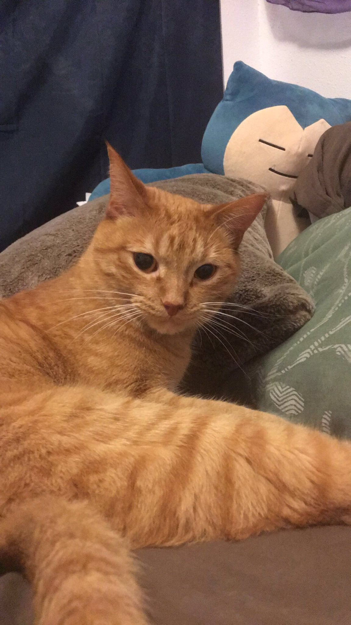 arlo the cat 🧡🏳️‍🌈 (@arlo_cat) / Twitter