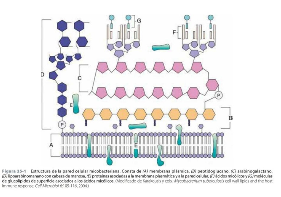 Estructura Celular De Las Micobacterias