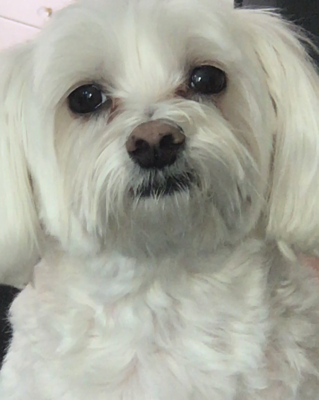 Disappointed Dog Face