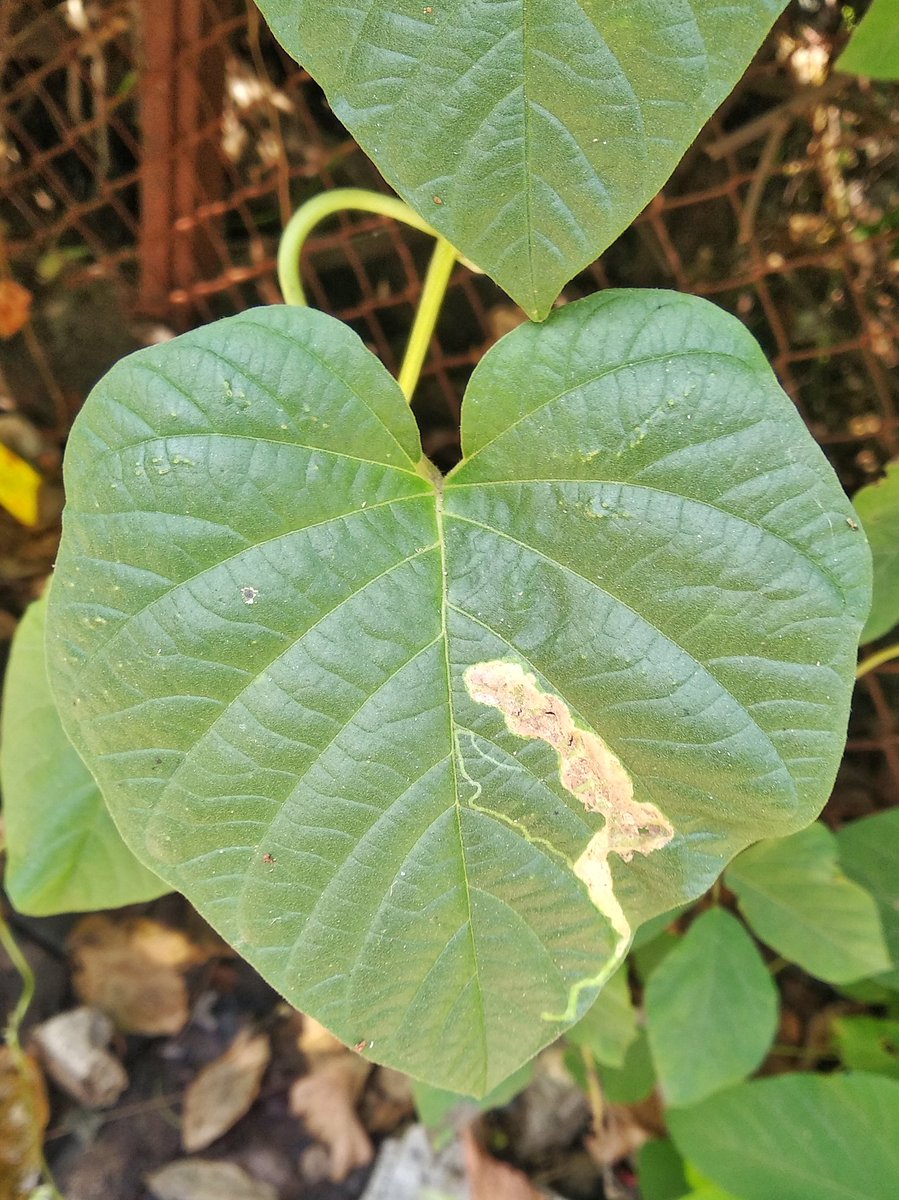 Thread by @Edurafi: A thread about snake marks on leaves: You must have ...