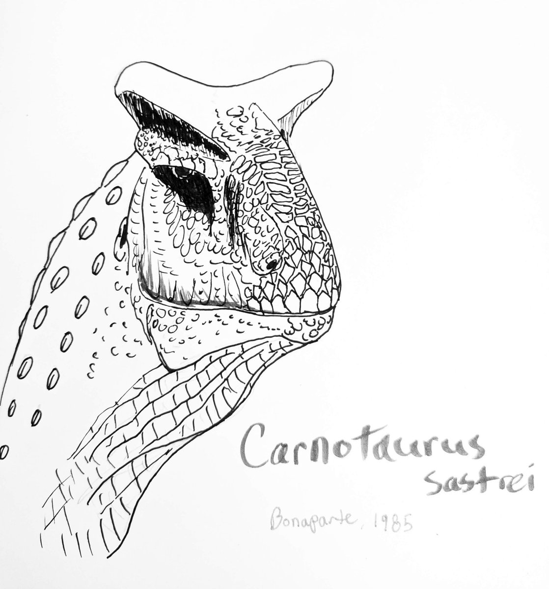Carnotaurus Head