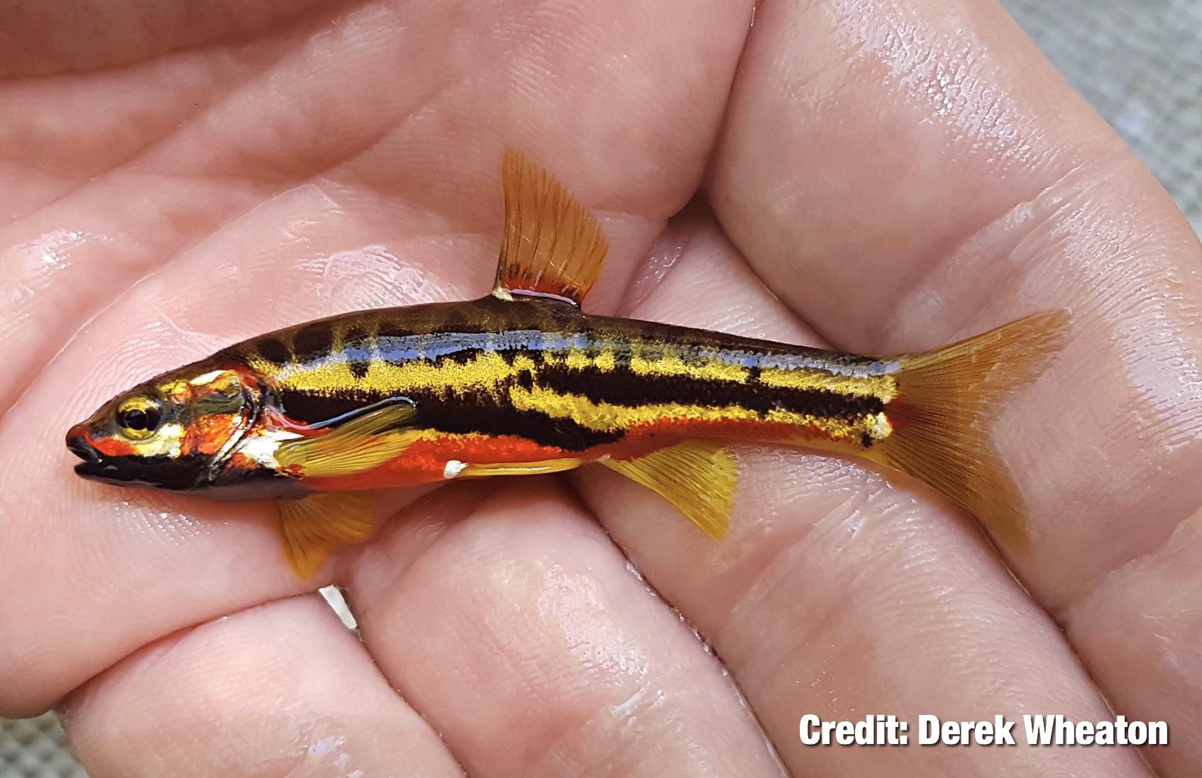 Southern Redbelly Dace