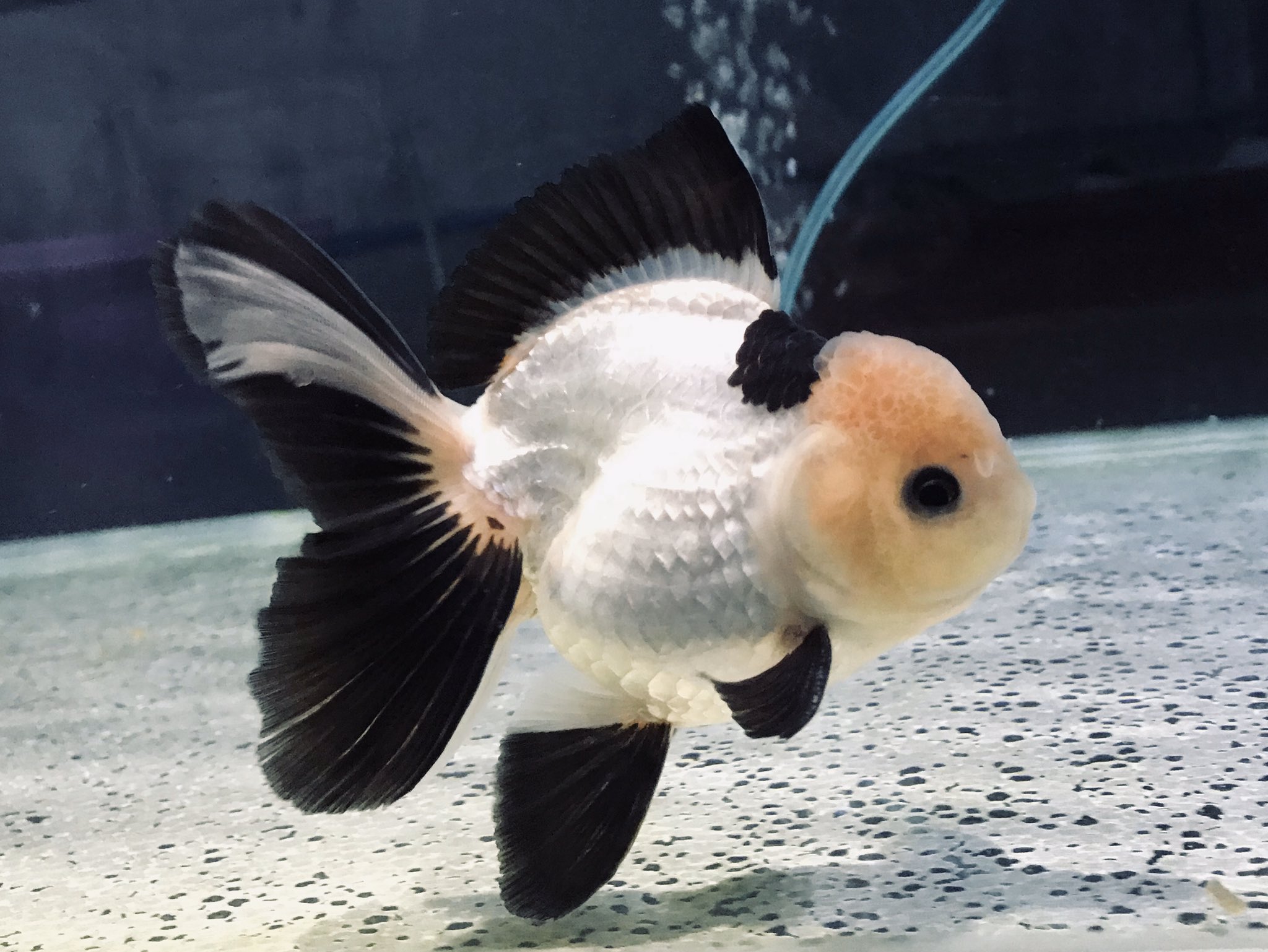 Panda Oranda Goldfish