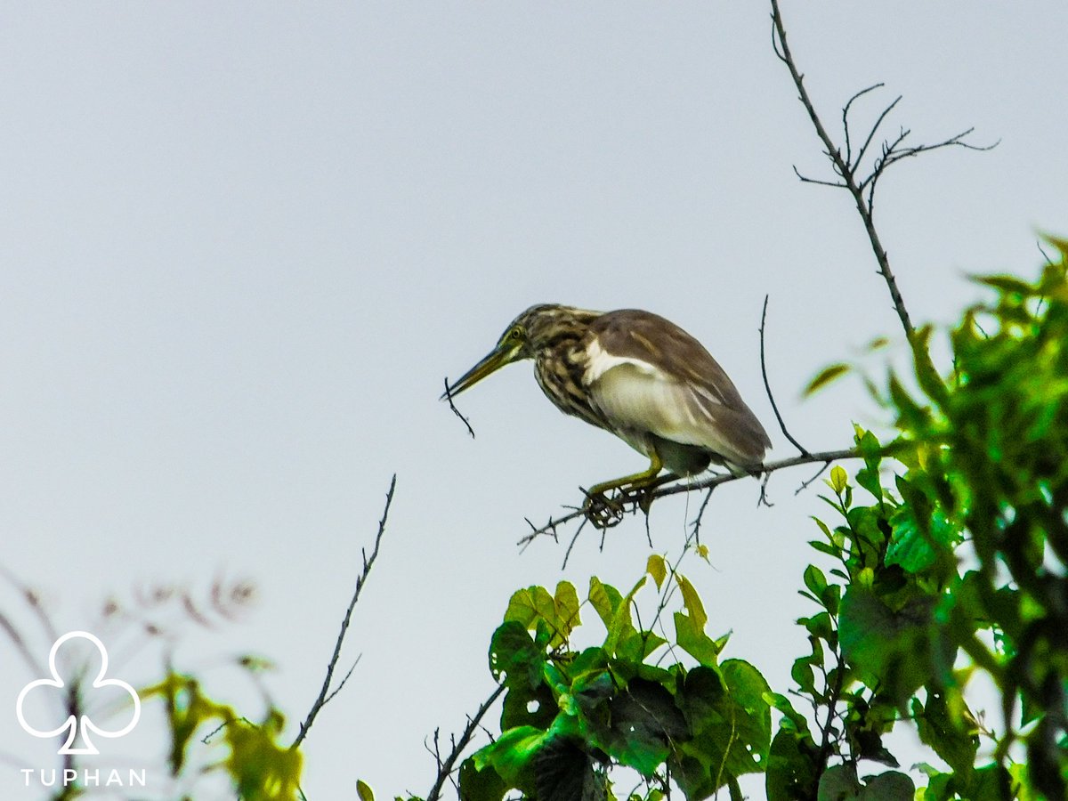 Tuphan Mandal (@mandaltuphn) | Twitter