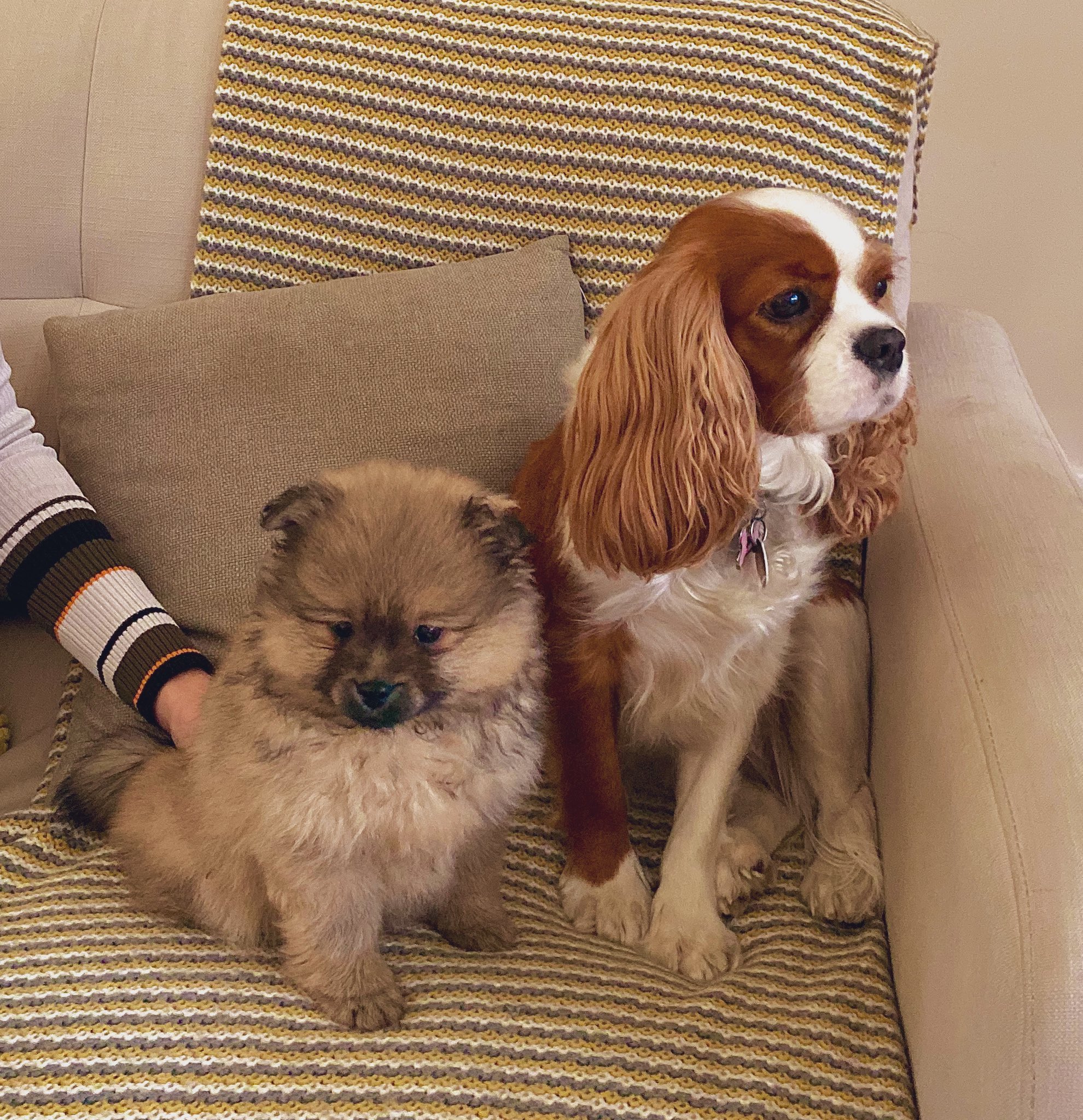 Pomeranian Cavalier King Charles Spaniel Mix