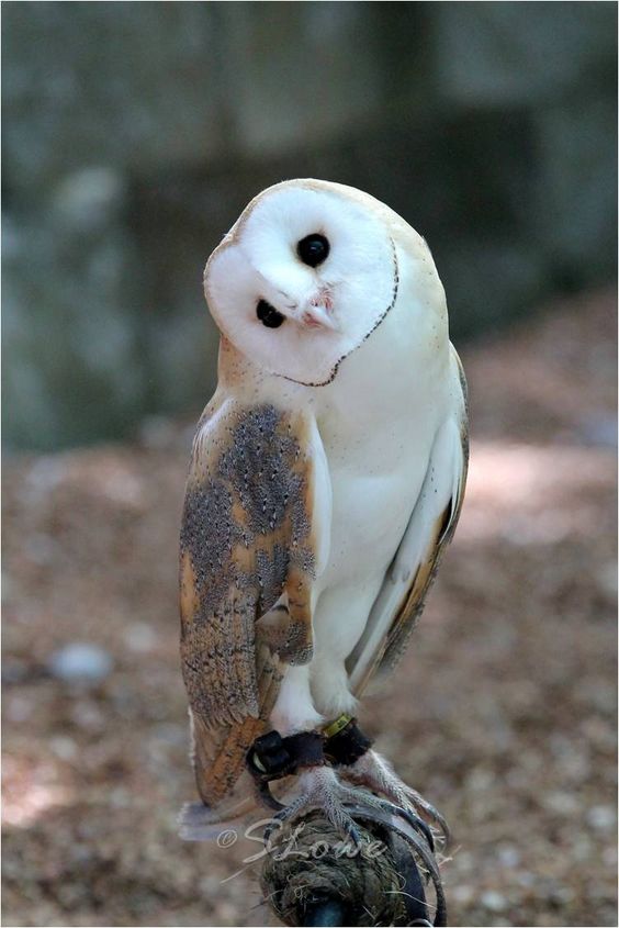 Cute Barn Owl Face