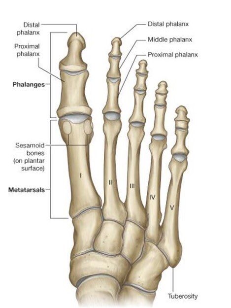 Distal Phalanx Fracture Toe