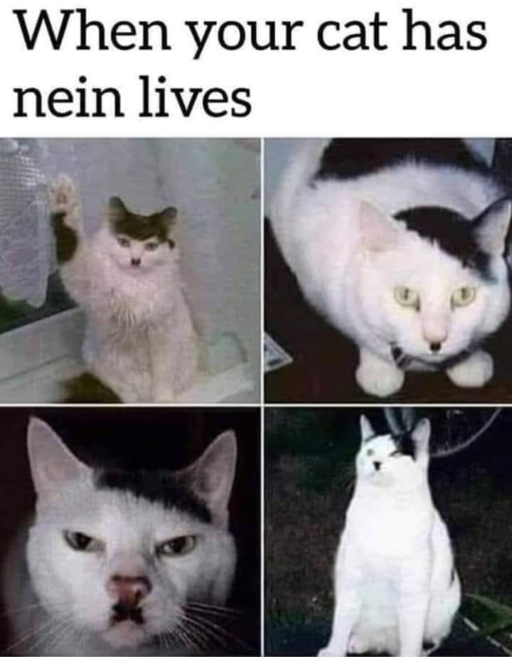 Spirit Animal Meme