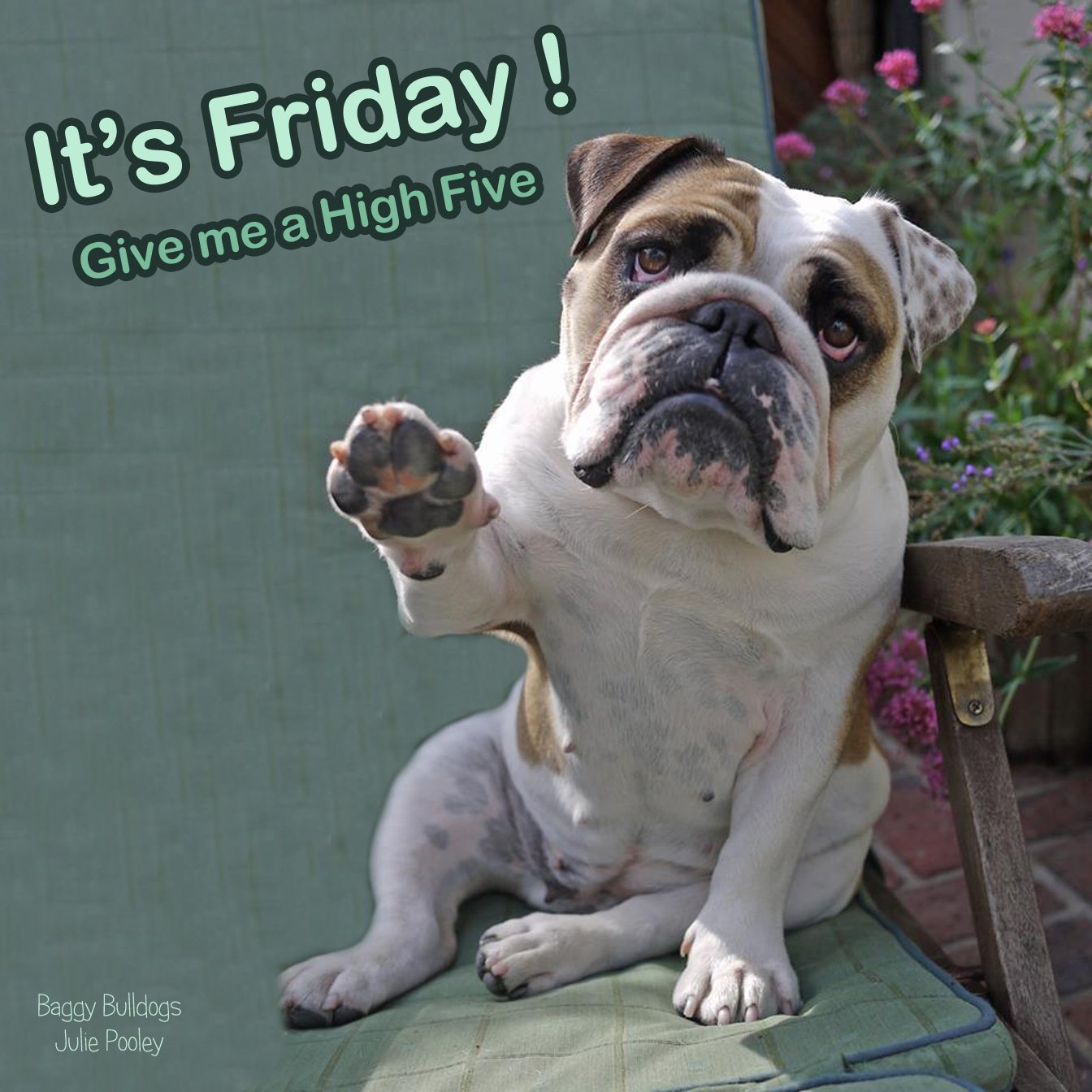 Happy Friday Bulldog