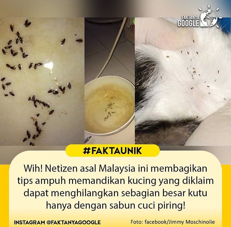 Jami on Twitter: "Menanggapi penggunaan sabun cuci piring yg bisa menghilangkan kutu. Memang ...