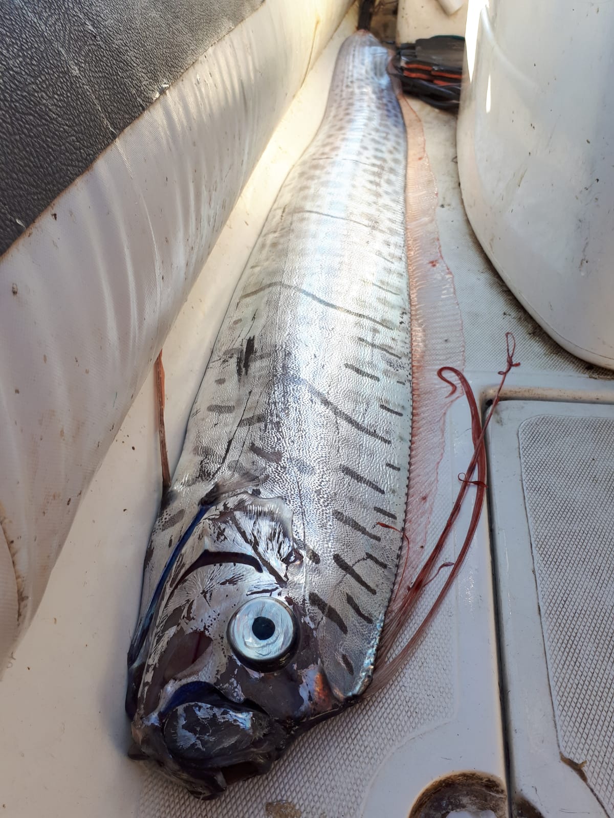 Record Giant Oarfish