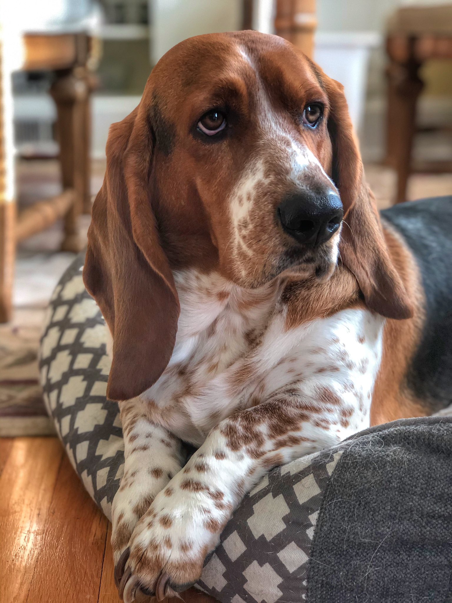 Are Basset Artesien Normand Puppies Lazy