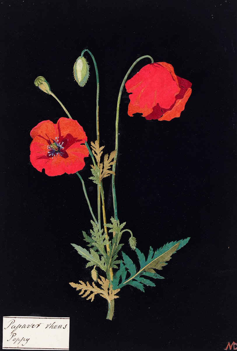For RemembranceDay, here is a red poppy made by Mary Delany in 1779 ...