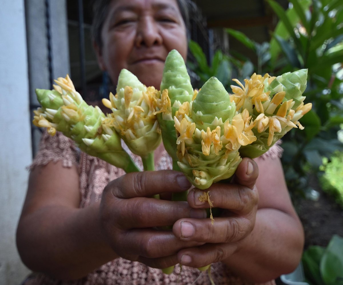 ¡Interesante! ????? A parte de nutritiva, la flor de chufle es muy ...