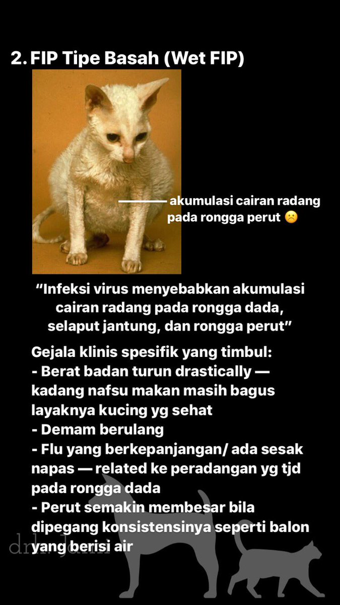 Jangka Hayat Kucing Fip - nerveploaty
