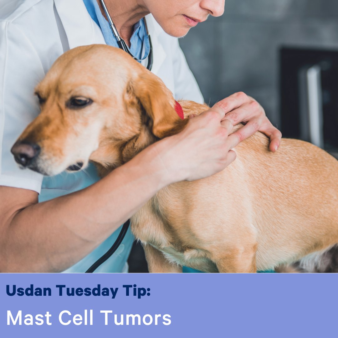 What Does A Dog Tumor Feel Like