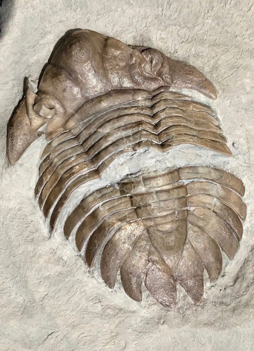 Many recovered trilobite specimens are little more than fragmentary ...