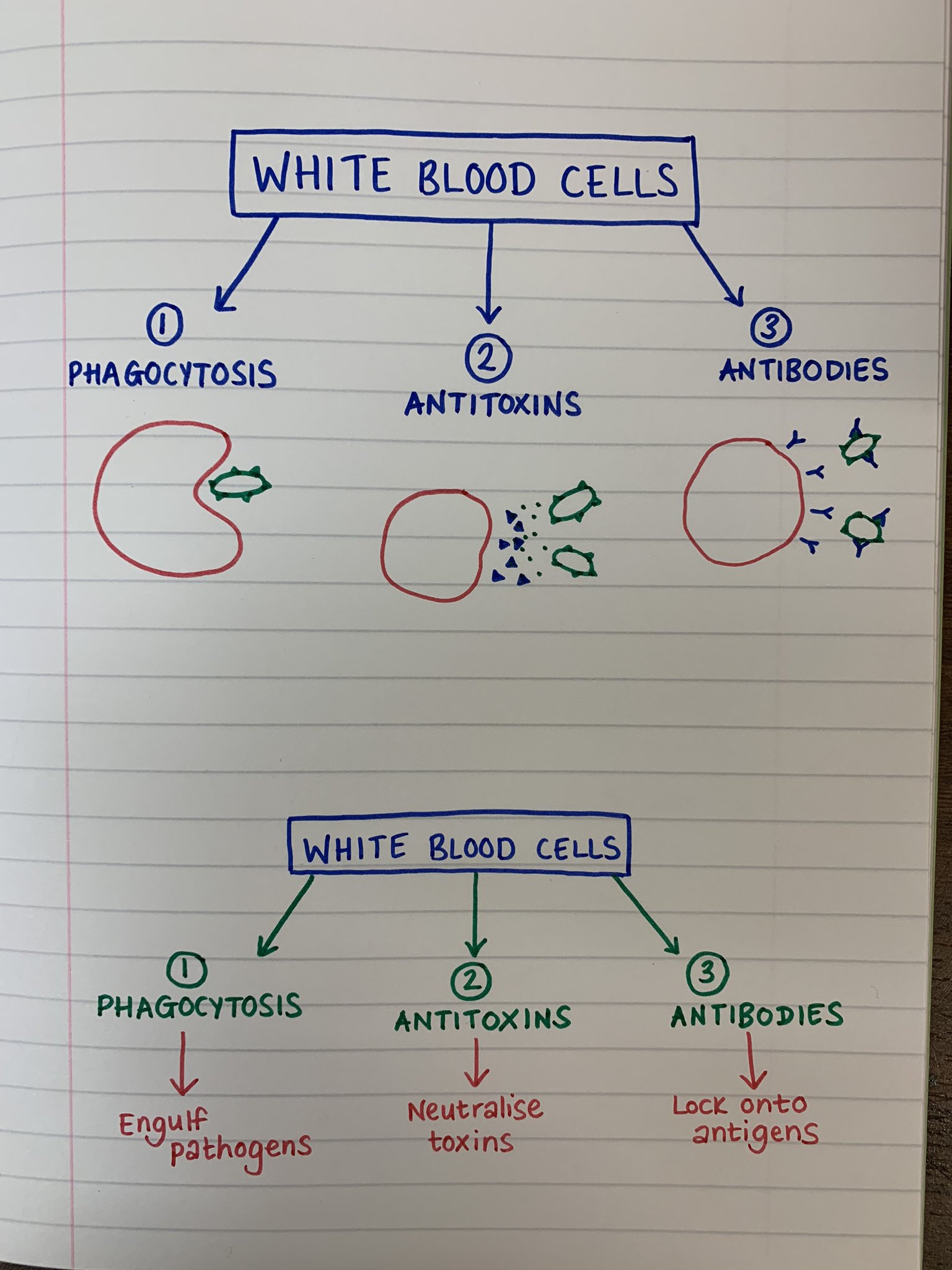 White Blood Cells Diagram