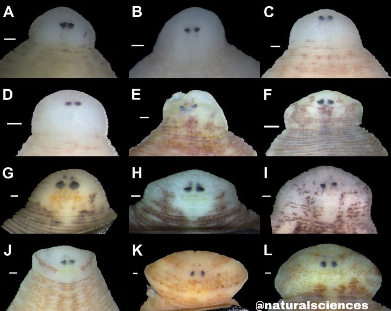 NC Museum of Natural Sciences on Twitter: "Which freshwater leech are you today? 👁️👁️ We're K ...