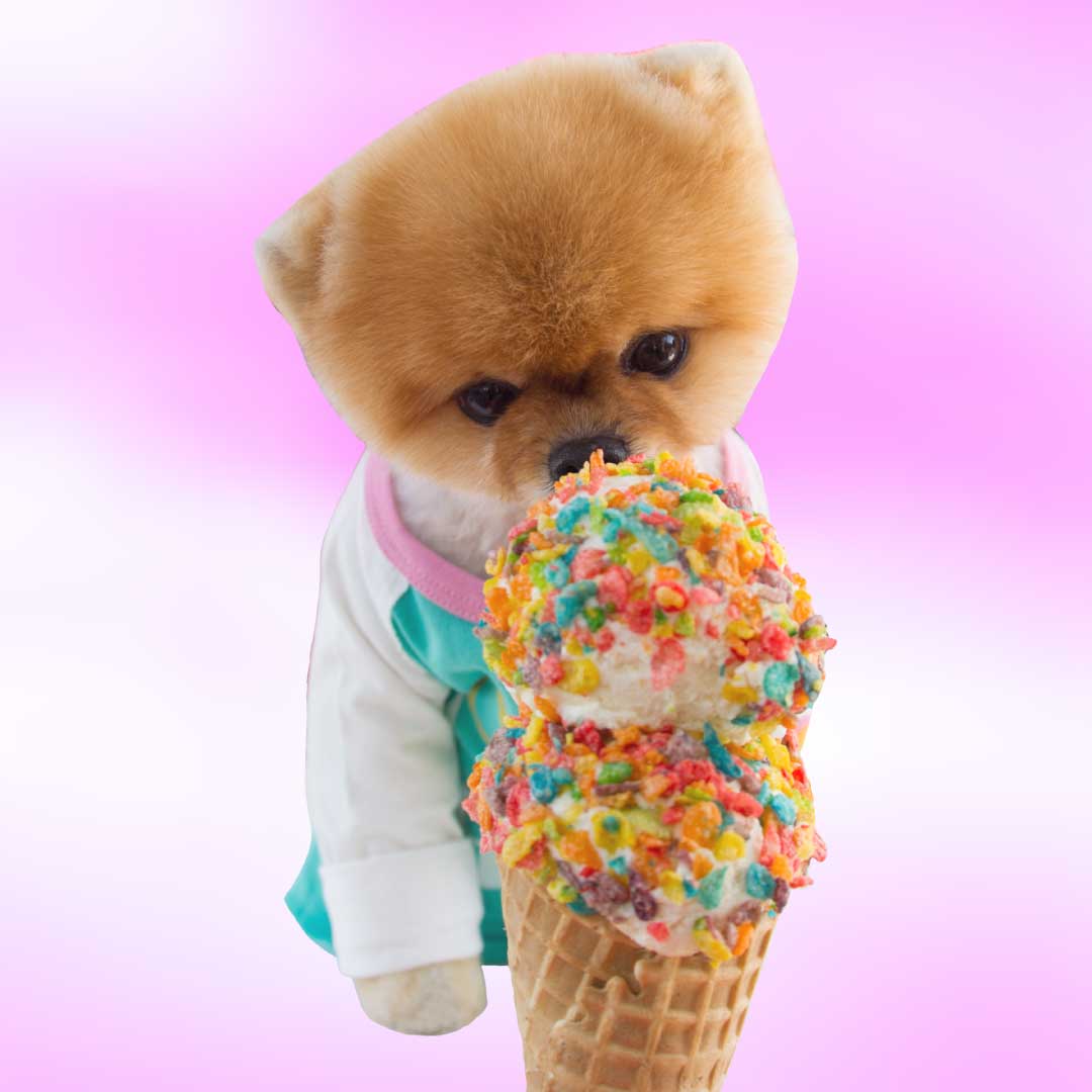 Are Jiffpom And Boo The Same Dog