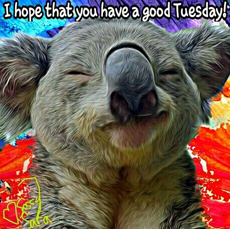 10 Koala Meme