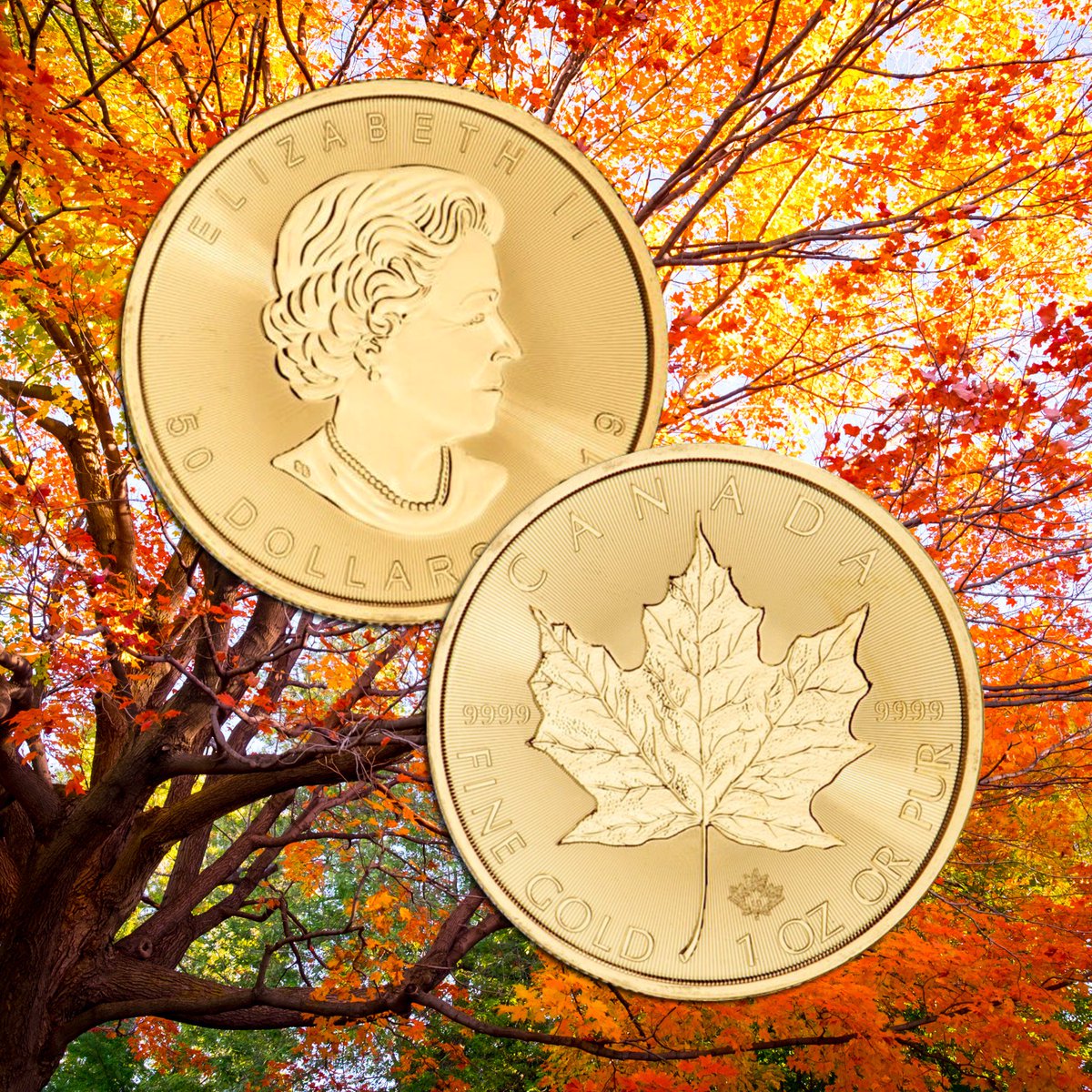 The Canadian Gold Maple Leaf is one of the world’s most recognized and ... The Canadian Gold Maple Leaf is one of the world’s most recognized and ...